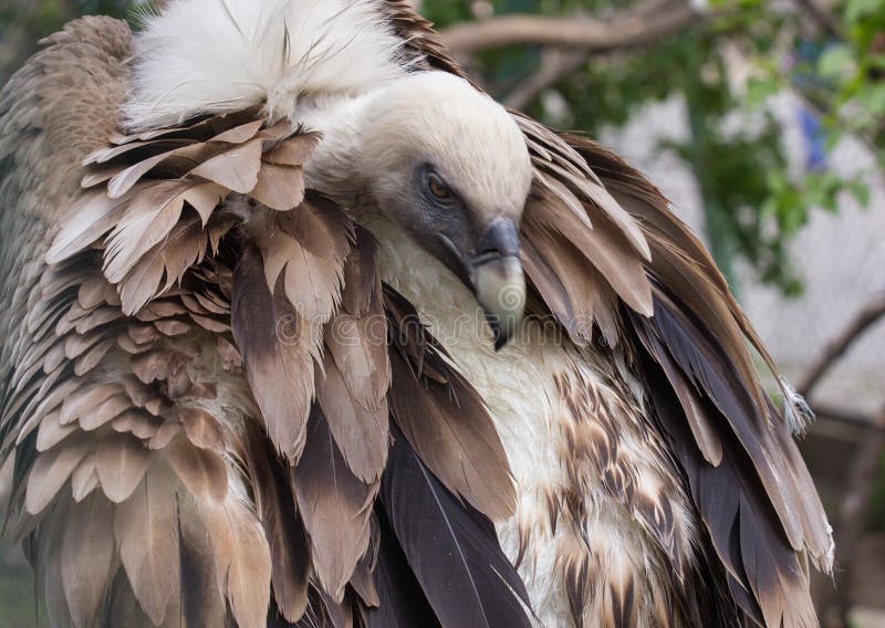 Head of Griffon Vulture Side View Stock Image - Image of animal, white ...