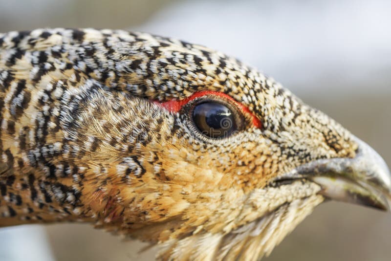 The Head of a Grouse Close-up Stock Photo - Image of feather, english ...