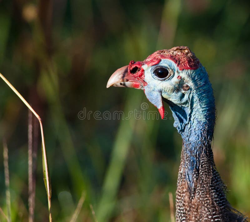 The helmet guinea fowl stock photo. Image of wild, chicks - 44113434