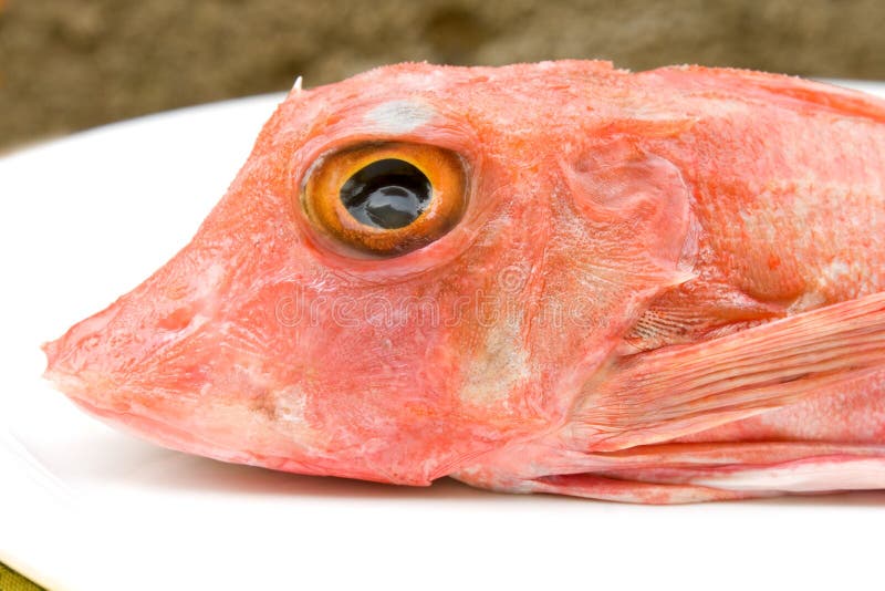 Red Gurnard Fish stock image. Image of head, tasty, fish - 16632907
