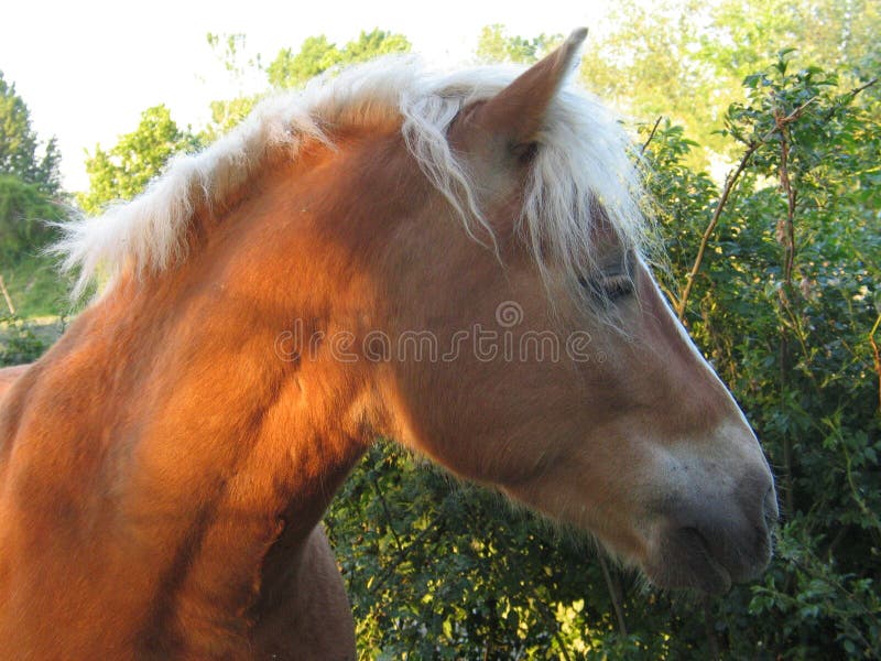 Head of Hafling Horse Looking To the Bush. Stock Photo - Image of head ...