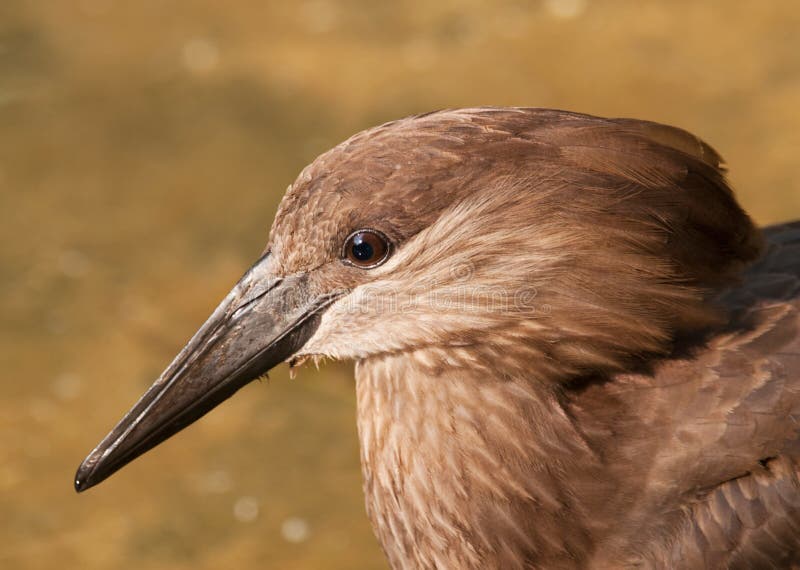 Hamerkop Bird Wading in Water Stock Image - Image of wader, wildlife ...