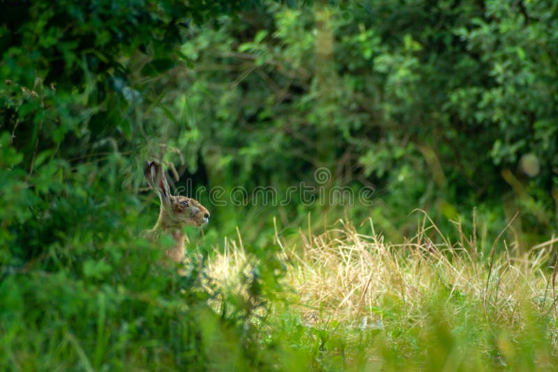 The Head of a Hare in a Green Bush Stock Photo - Image of lonely ...