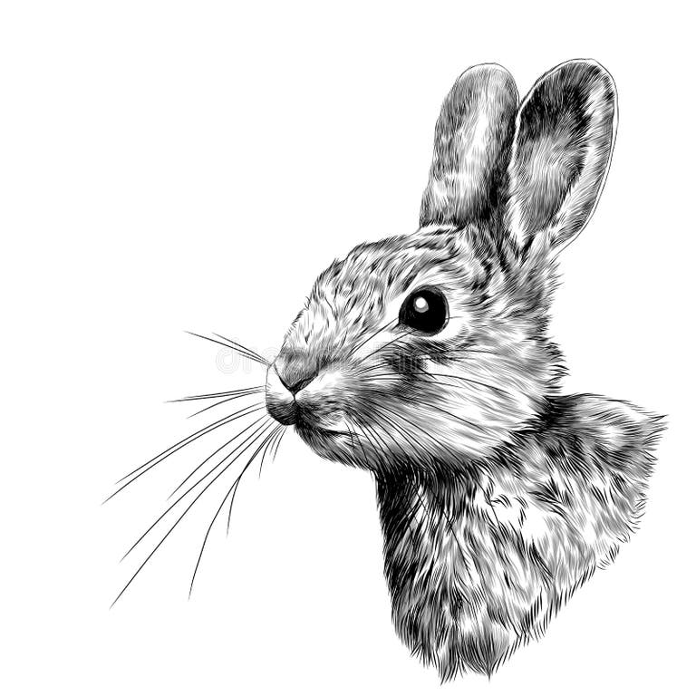 Rabbit Head Profile Stock Illustrations – 357 Rabbit Head Profile Stock ...