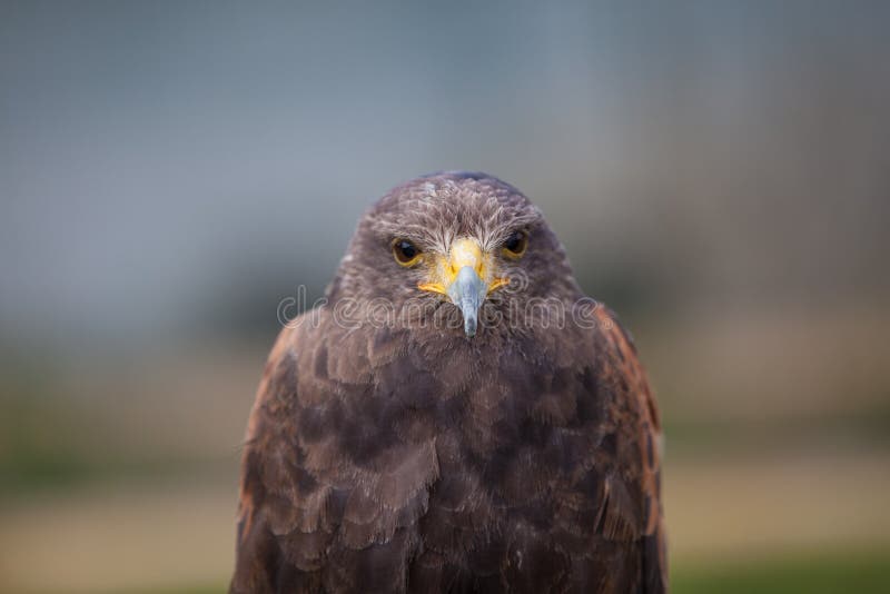 Harris hawk full body stock photo. Image of falconry - 25867270