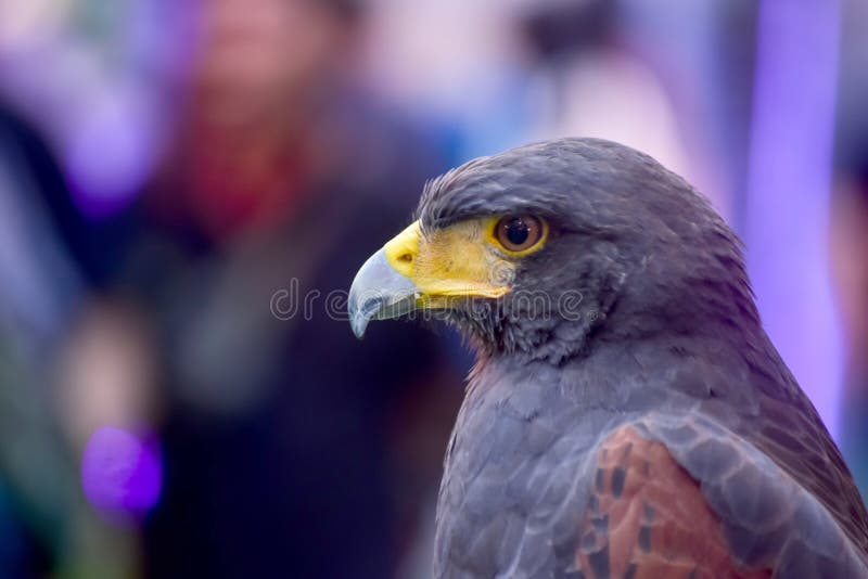 Head of Harris Hawk in Side Angle View Stock Photo - Image of harris ...
