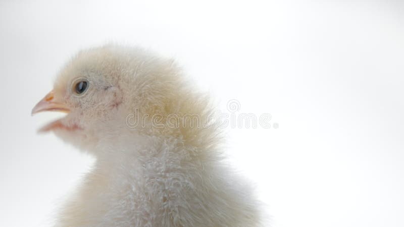 Head of Hatched Chick for Design Decorative Theme. Newborn Poultry ...