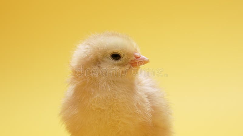 Head of Hatched Chick for Design Decorative Theme. Newborn Poultry ...