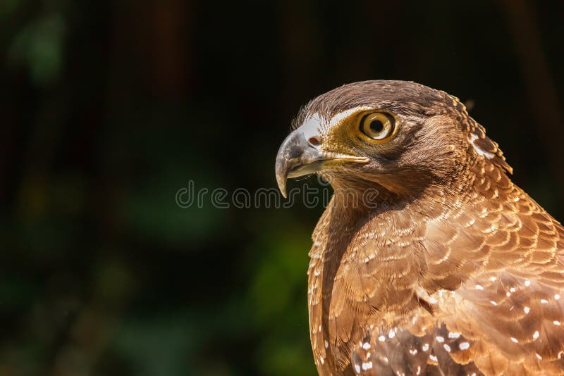 The head of a hawk hunter. stock image. Image of head - 116880809