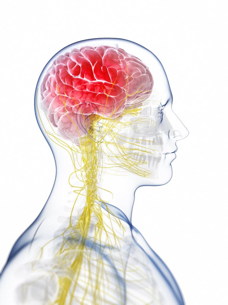 Head Sinus Stock Illustrations – 883 Head Sinus Stock Illustrations ...