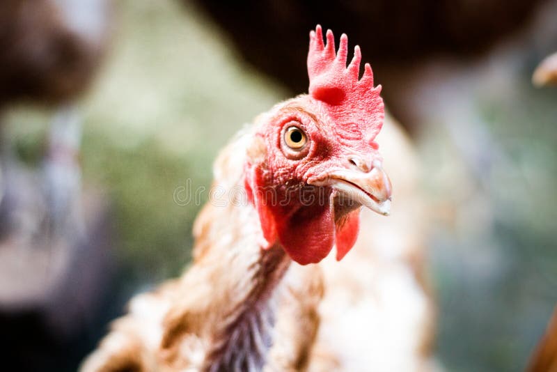 Head of hen isolated stock image. Image of close, country - 160401651