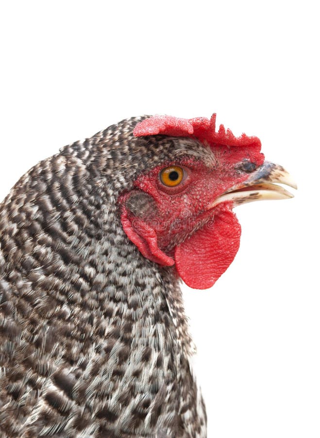 Head hen stock photo. Image of comb, beautiful, isolated - 34004758