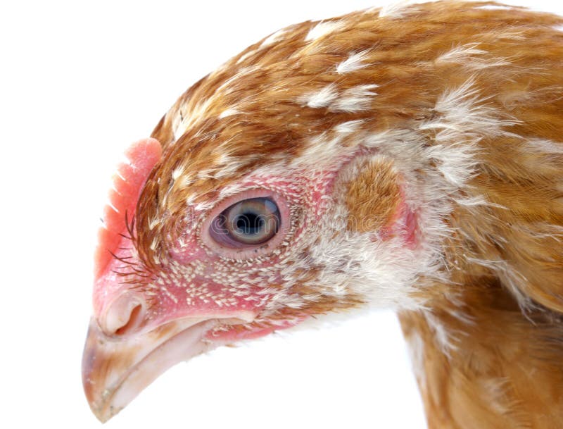 Head hen stock image. Image of chicken, bright, head - 48481911