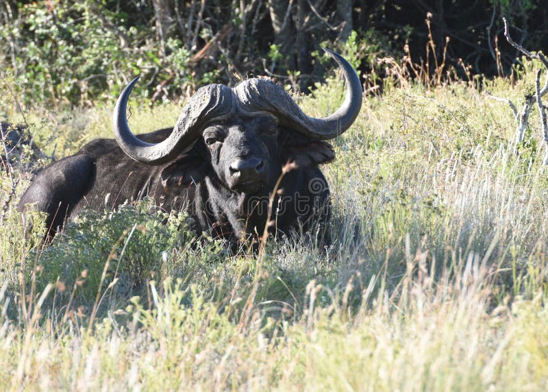 The Head Honcho stock image. Image of five, generative - 354566299