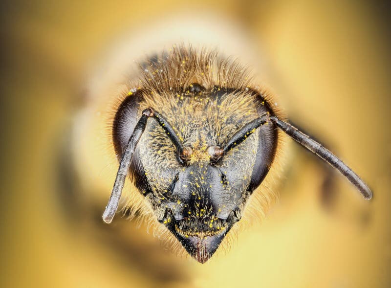 Head of the honey bee stock photo. Image of garden, season - 97874188