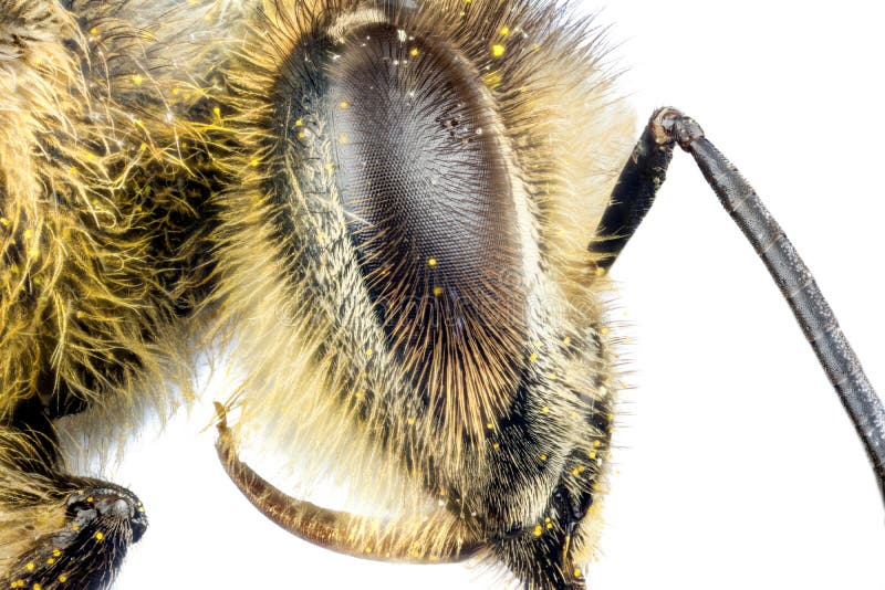 Head of the honey bee stock photo. Image of garden, season - 97874188
