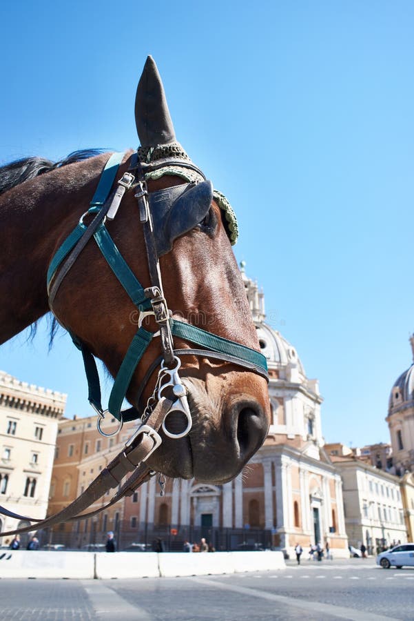 Head of Horse Against Square in Rome Stock Image - Image of racehorse ...