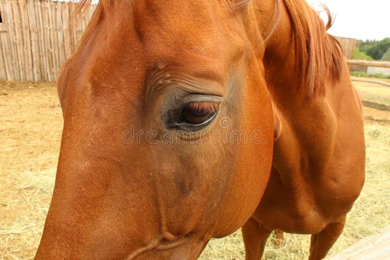 The Head of a Horse with Big and Kind Eyes. Stock Image - Image of eyes ...