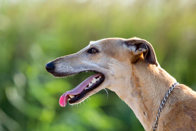 Head of Hound dog stock photo. Image of animal, summer - 25986898