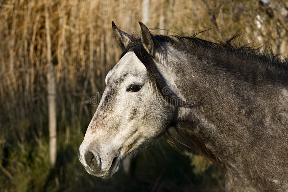 Head hourse stock image. Image of quadrupeds, equine - 18873215