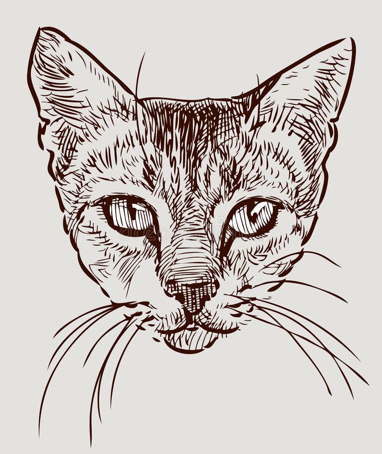 Head of a house cat stock vector. Illustration of house - 79587669