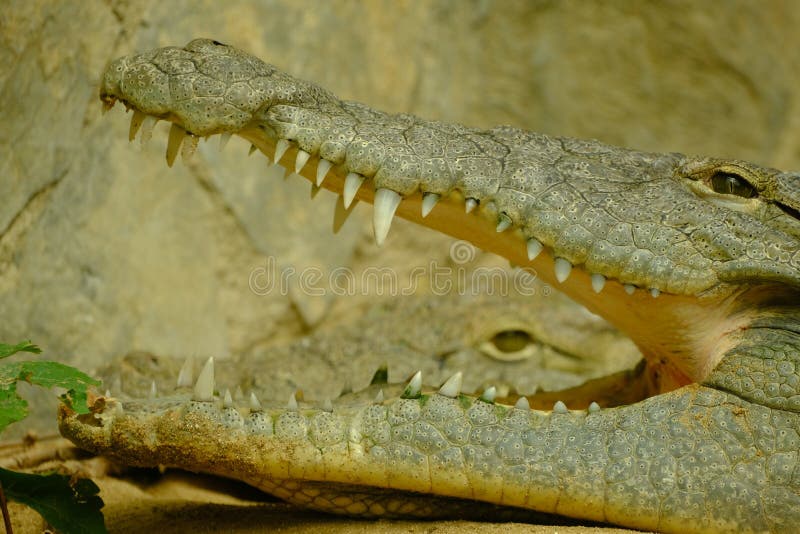 Head of Huge Crocodile with Spiky Teeth Stock Photo - Image of strength ...
