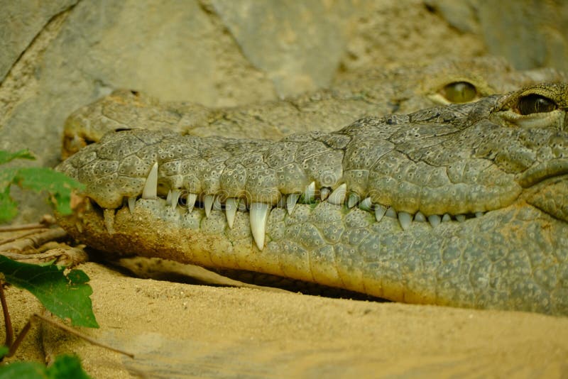 Head of Huge Crocodile with Spiky Teeth Stock Image - Image of danger ...