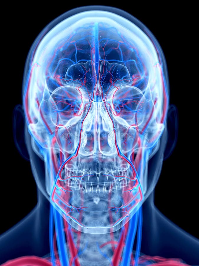 The head stock illustration. Illustration of orbit, science - 57504999