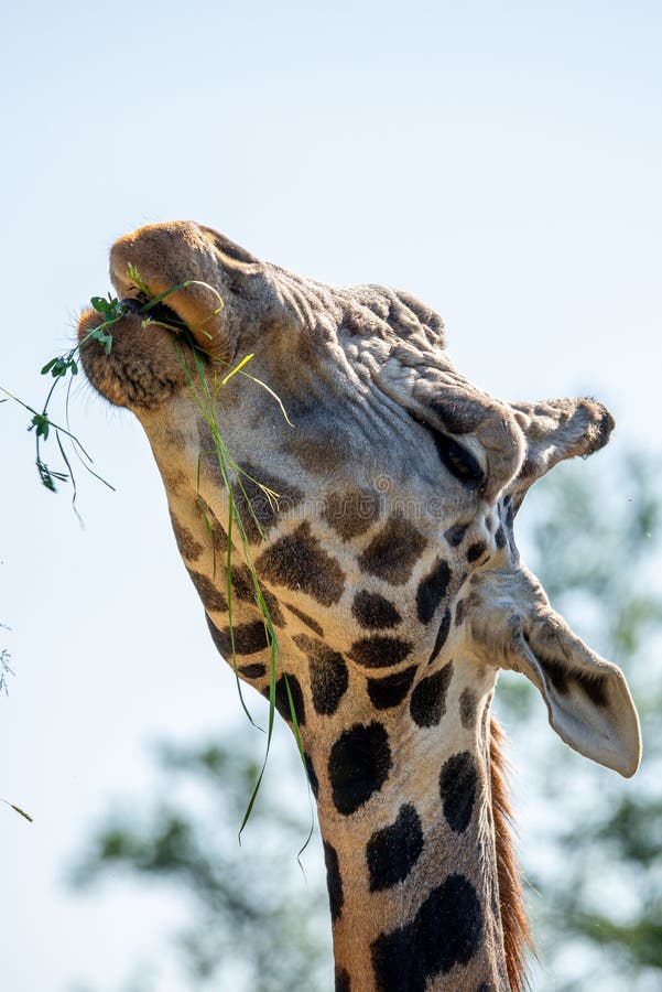 Head of a hungry giraffe stock photo. Image of republic - 251860344