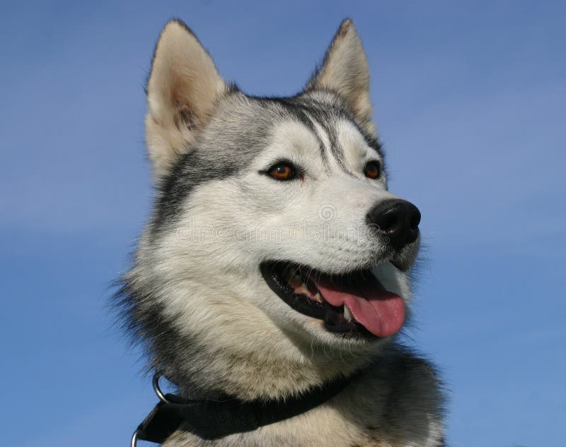 Blue - eyed siberian husky stock image. Image of furry - 2055597