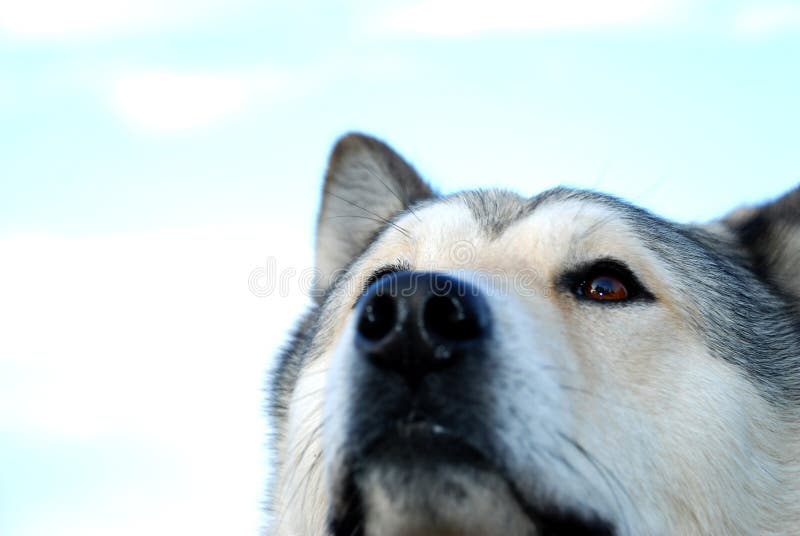 Head of Husky stock image. Image of canine, animal, white - 7131633