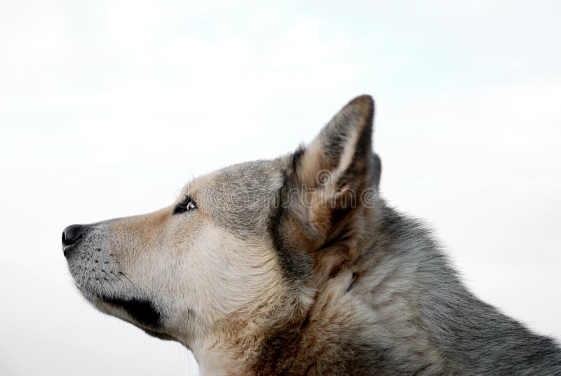 Head of Husky stock photo. Image of husky, wild, white - 7131850