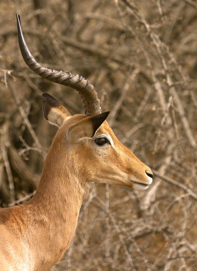 Head of Impala stock image. Image of impala, antelope - 6597965