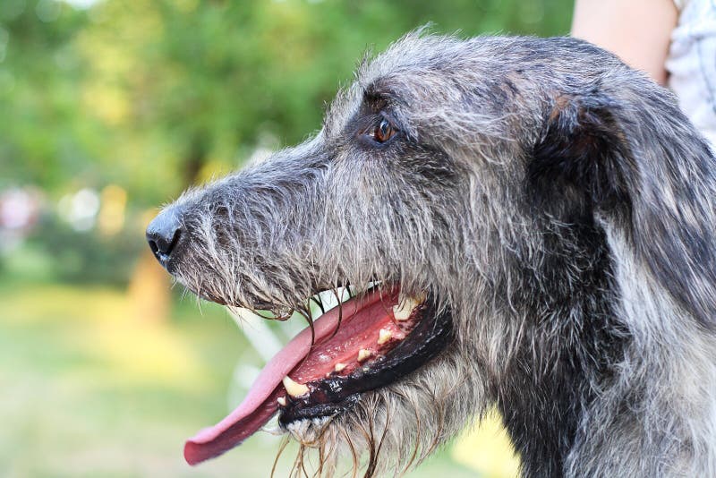 Head of Irish Wolfhound stock photo. Image of adorable - 66546986