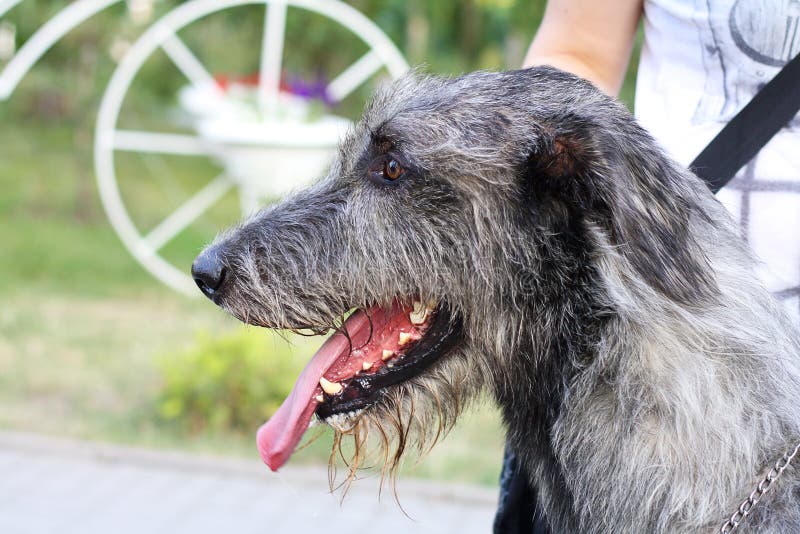 Head of Irish Wolfhound stock image. Image of friend - 66546999