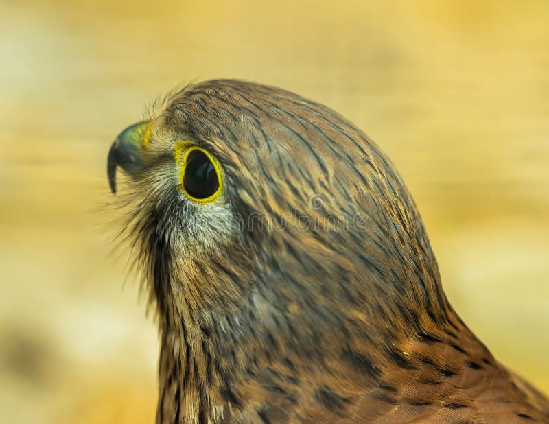 Head of Kestrel stock image. Image of bird, kestrel, feathered - 41473643