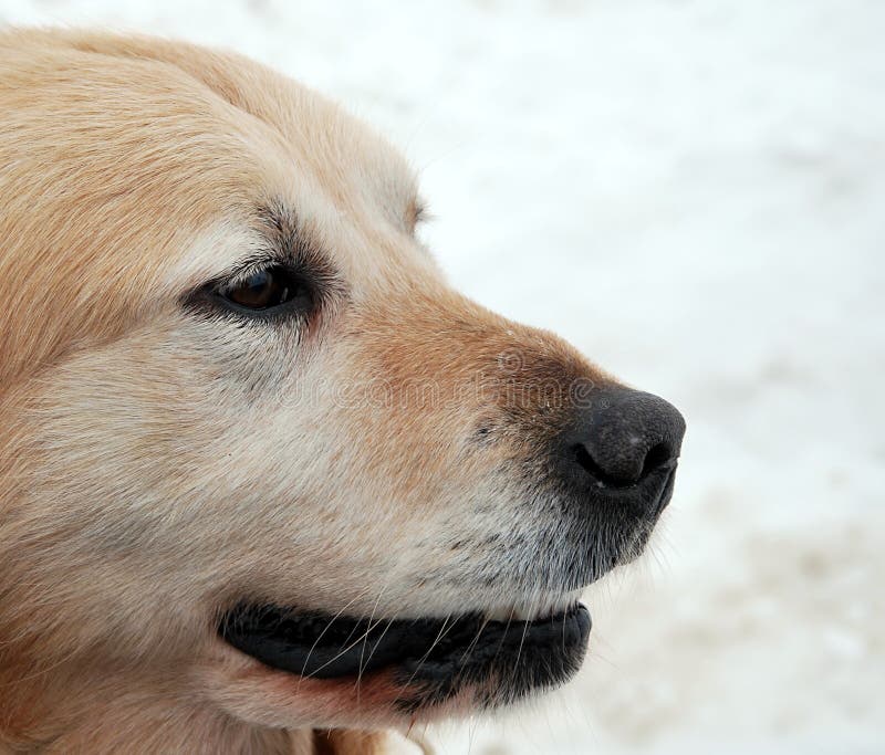 Head of Labrador. stock image. Image of animal, face - 12591719