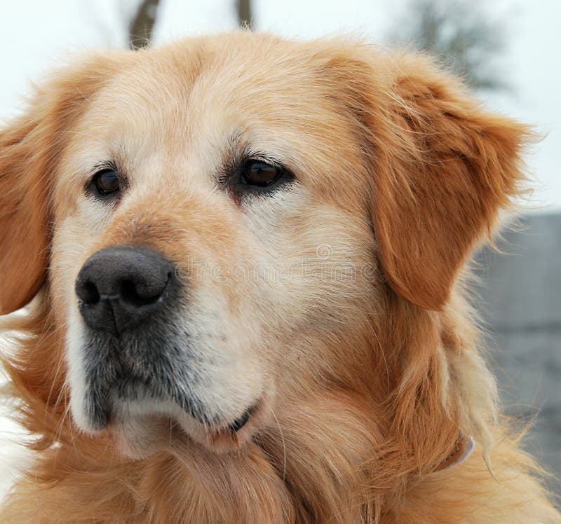 Head of Labrador. stock image. Image of animal, face - 12591719