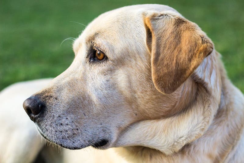 The head of a labrador dog stock photo. Image of labrador - 40844524