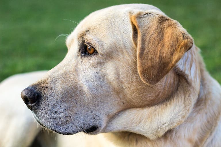 The head of a labrador dog stock image. Image of labrador - 40858417