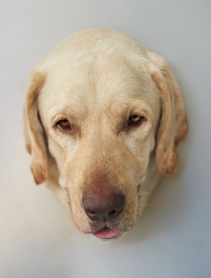 Head of labrador. stock image. Image of outside, close - 12591707