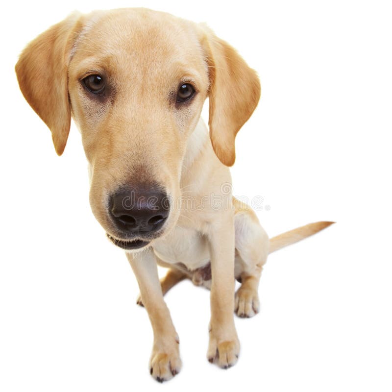 Head of a Labrador Retriever Stock Photo - Image of isolated, copy ...
