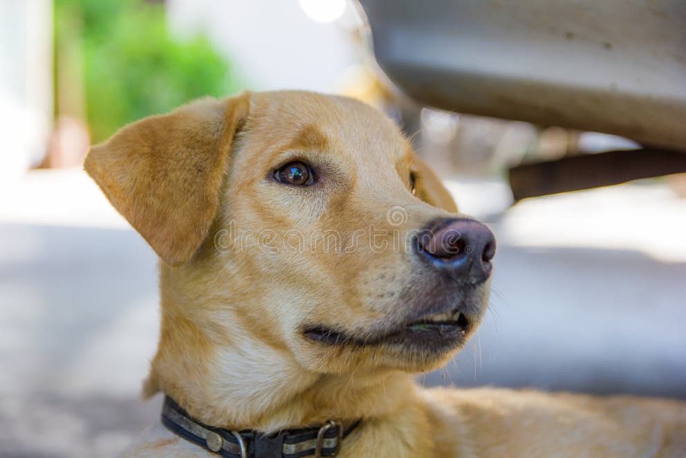 Head Labrador retriever stock image. Image of adorable - 67517413