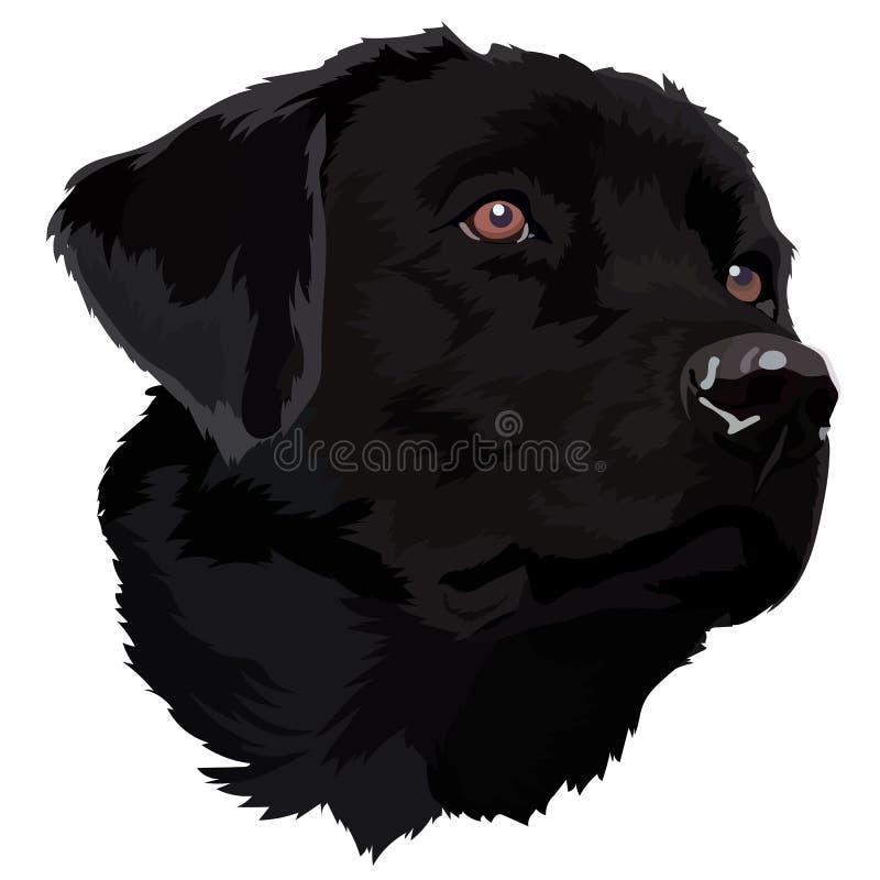 Black Labrador Head Vector Illustration Stock Vector - Illustration of ...