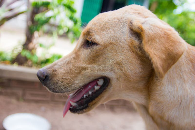 Head labrador retriever stock image. Image of labrador - 73616271