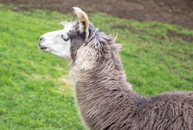 Head of Lama in profile stock image. Image of hair, field - 115666265