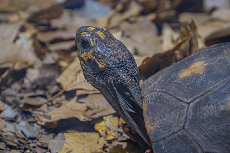 The Head of a Land Turtle. the Turtle Looks into the Frame in Surprise ...