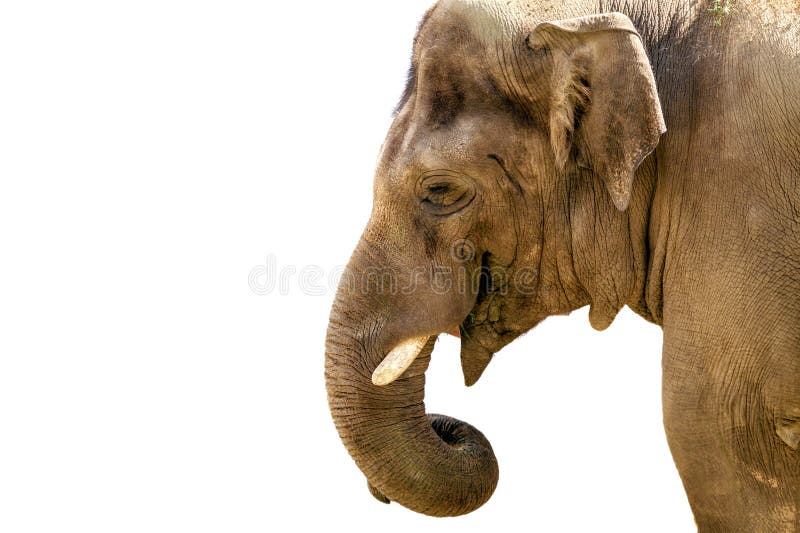 2,164 Profile Elephant Head Stock Photos - Free & Royalty-Free Stock ...