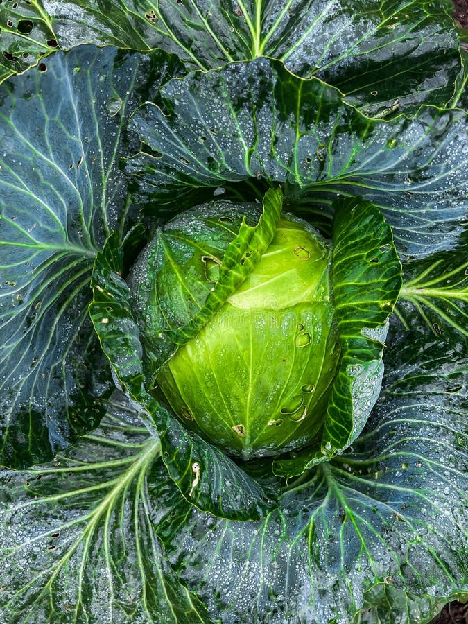 A Head of Large Cabbage in Raindrops on the Bed. Stock Photo - Image of ...