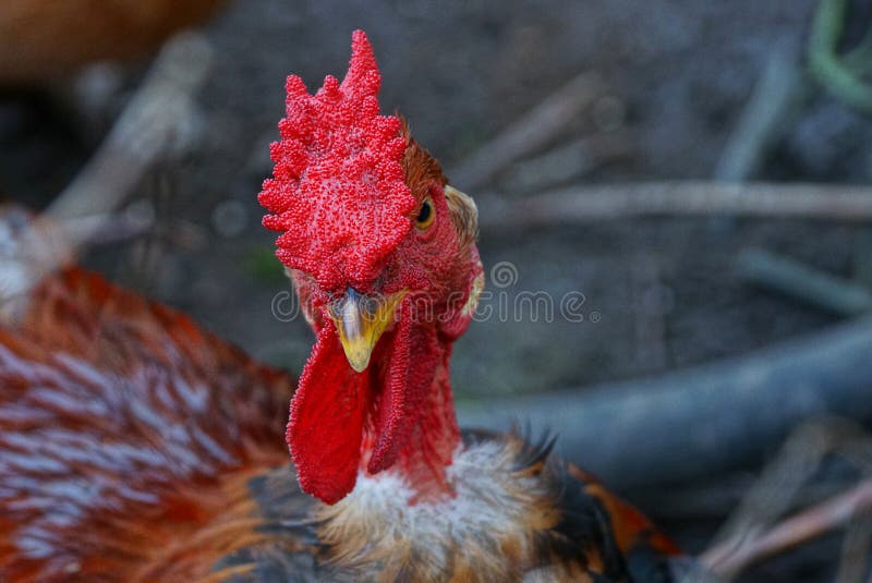 Broiler Chicken Open Beak Stock Photos - Free & Royalty-Free Stock ...